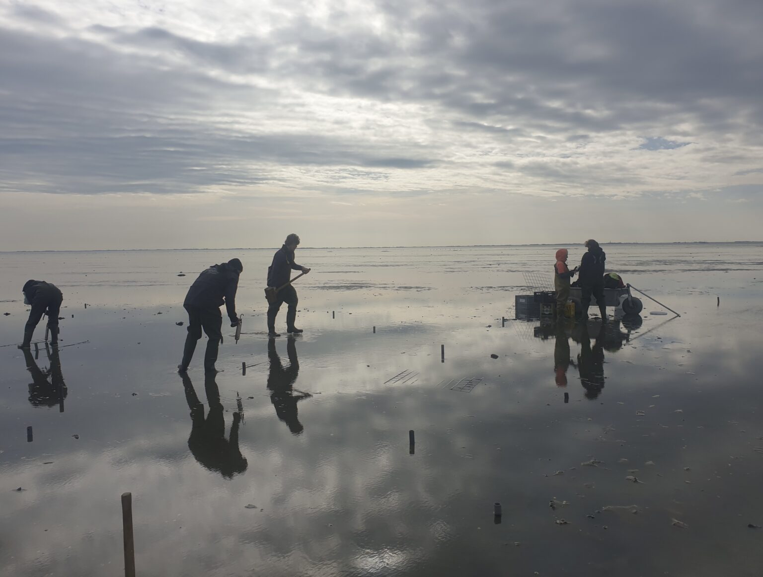 Zeegras zaaiseizoen Waddenzee gestart - The Fieldwork Company